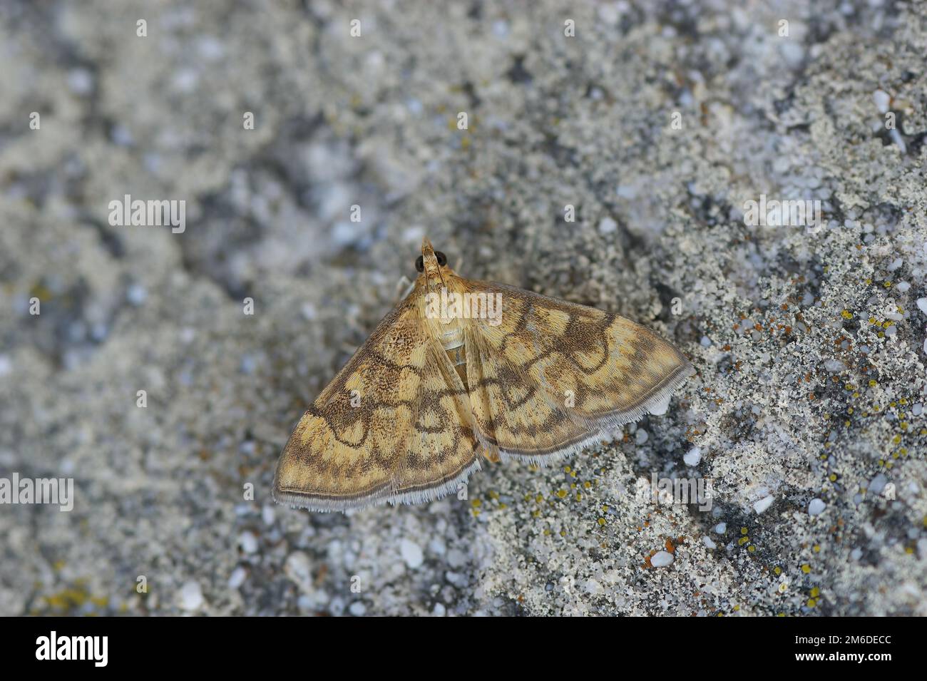 Pyralid moth hi-res stock photography and images - Alamy