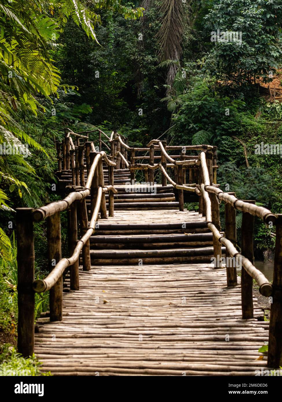 Bridge in tropical forest hi-res stock photography and images - Alamy