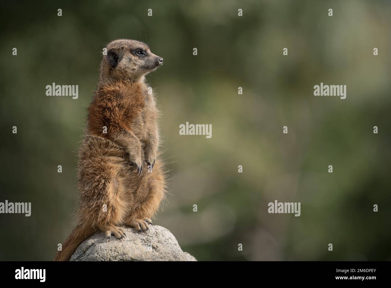 Portrait of cute meerkat Stock Photo - Alamy