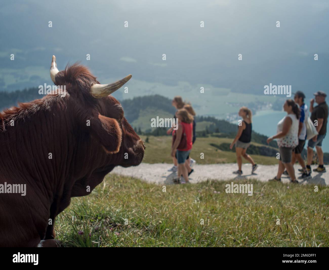 Cow watching hikers in the mountains of Austria and Wolgangsee Stock ...