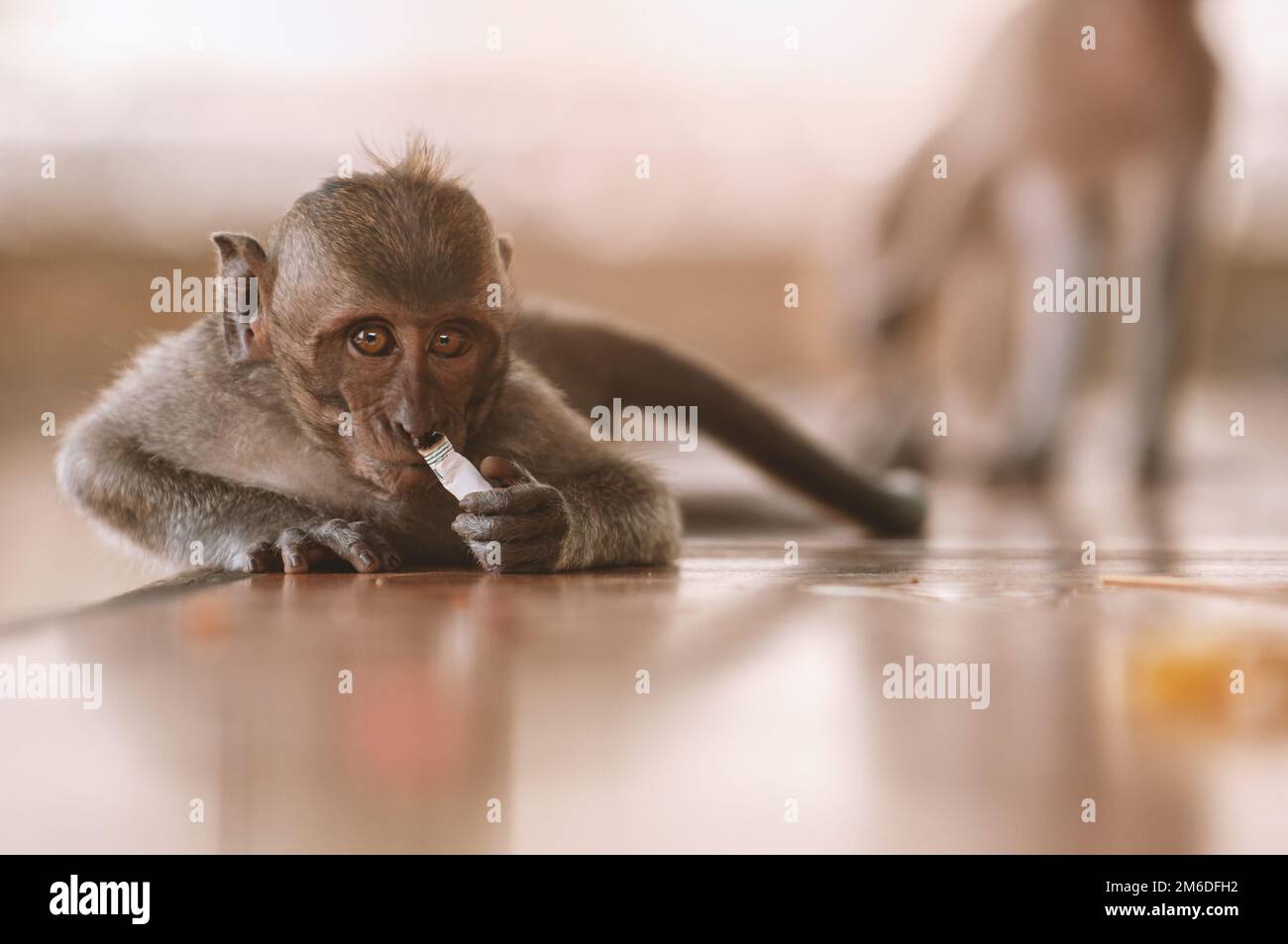 Young baby monkey sniffing at cigarette Stock Photo - Alamy