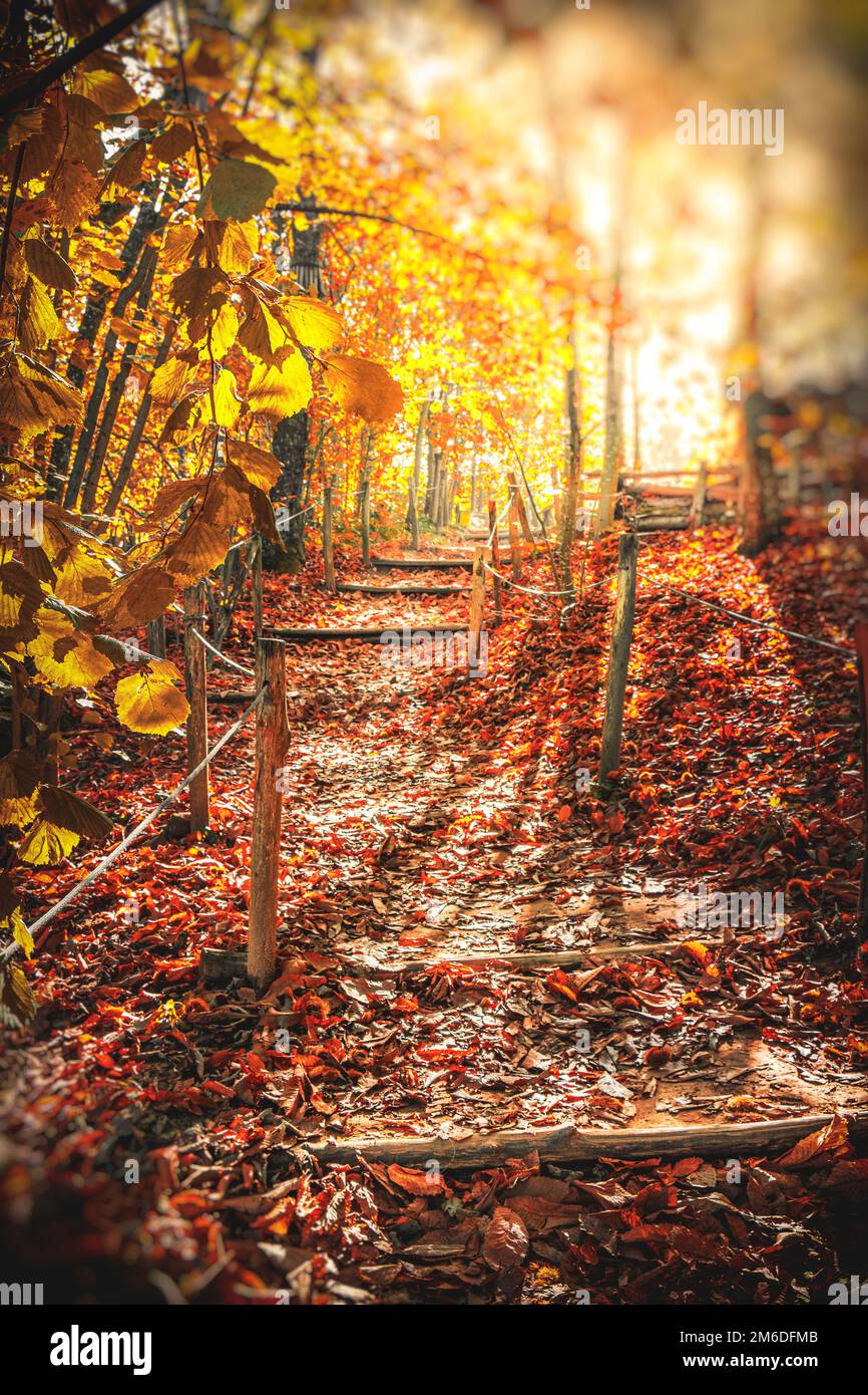 Autumn path in the woods sunlight morning fall vertical Stock Photo - Alamy