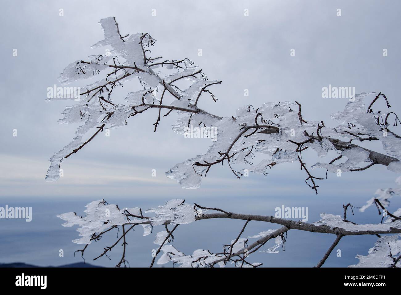 Strangely shaped branches hi-res stock photography and images - Alamy