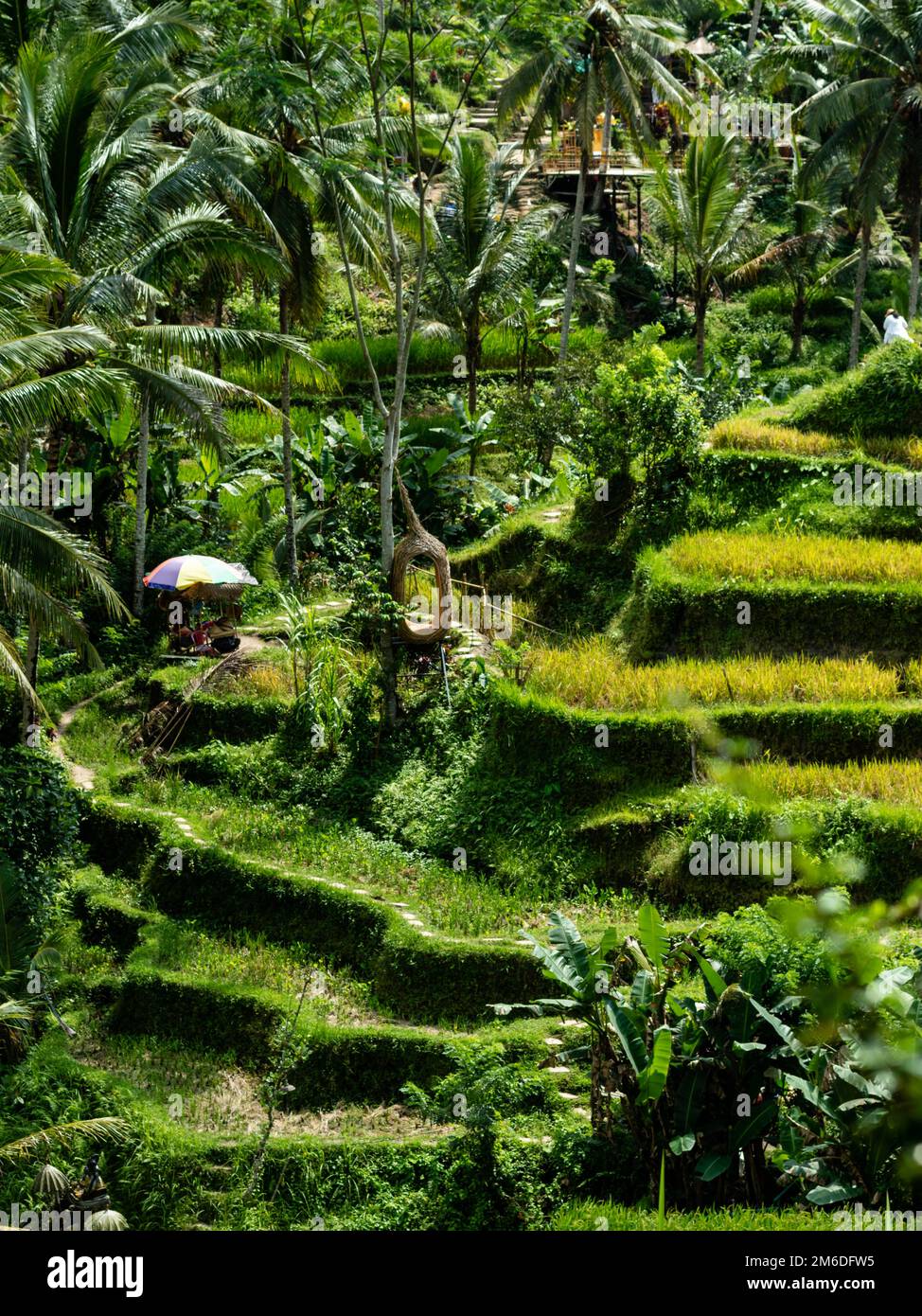 Ubud rice terraces hi-res stock photography and images - Alamy