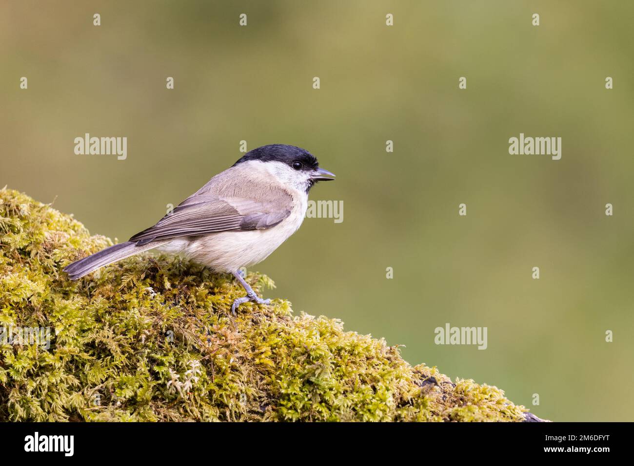 Marsh tit [ Poecile palustris ] on mossy log with out of focus green ...