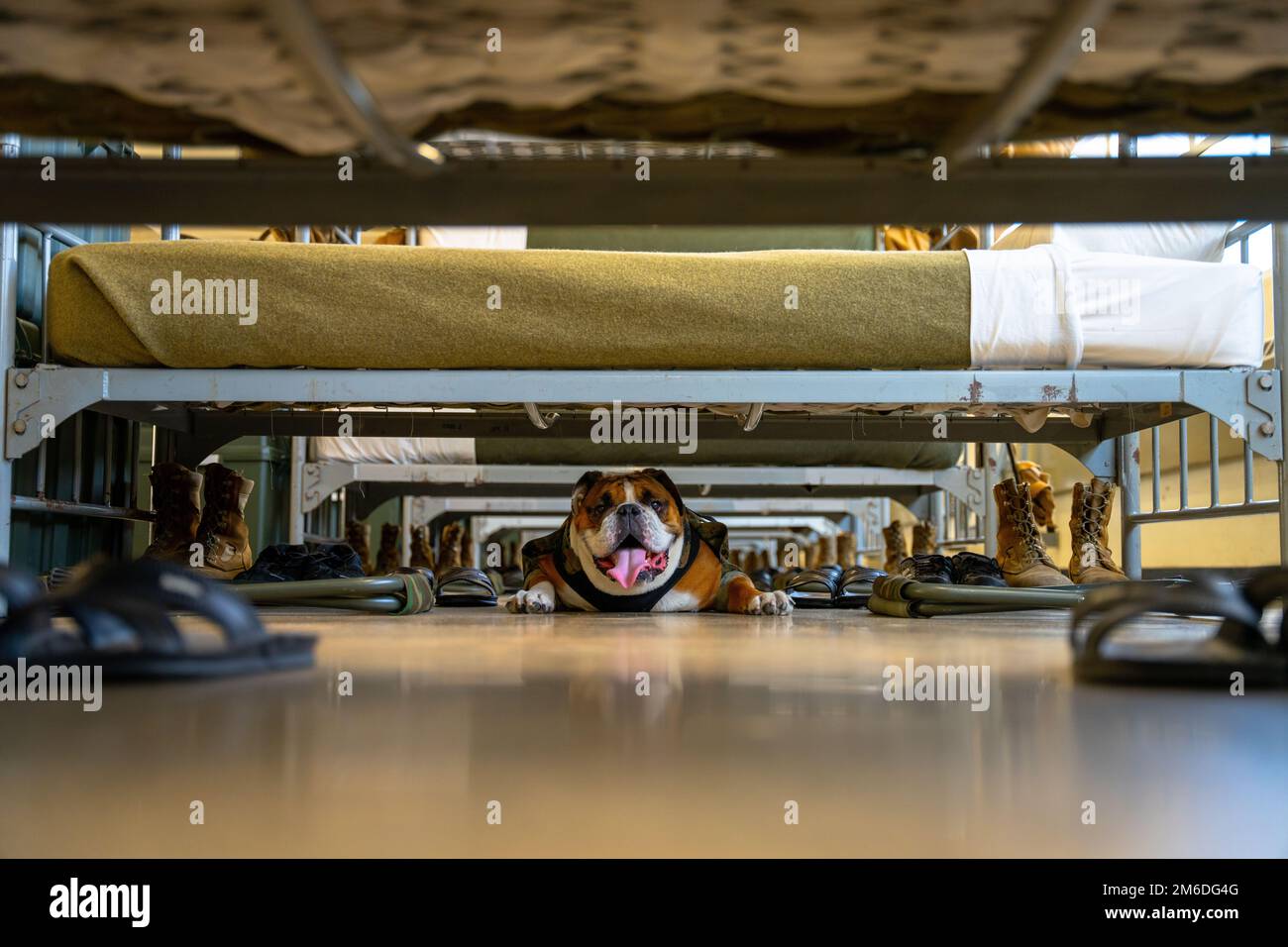 U.S Marine Corps Cpl. Manny, the mascot of Marine Corps Recruit Depot ...