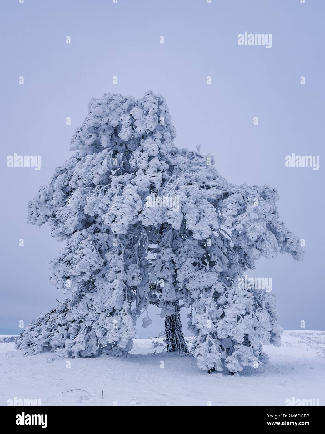 Snow covered lonely pine tree on mountain Demerdzhi after blizzard in ...