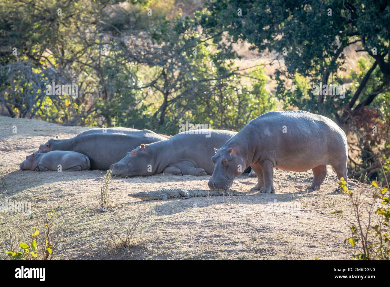 Hippo smelling a Crocodile out of the water Stock Photo - Alamy