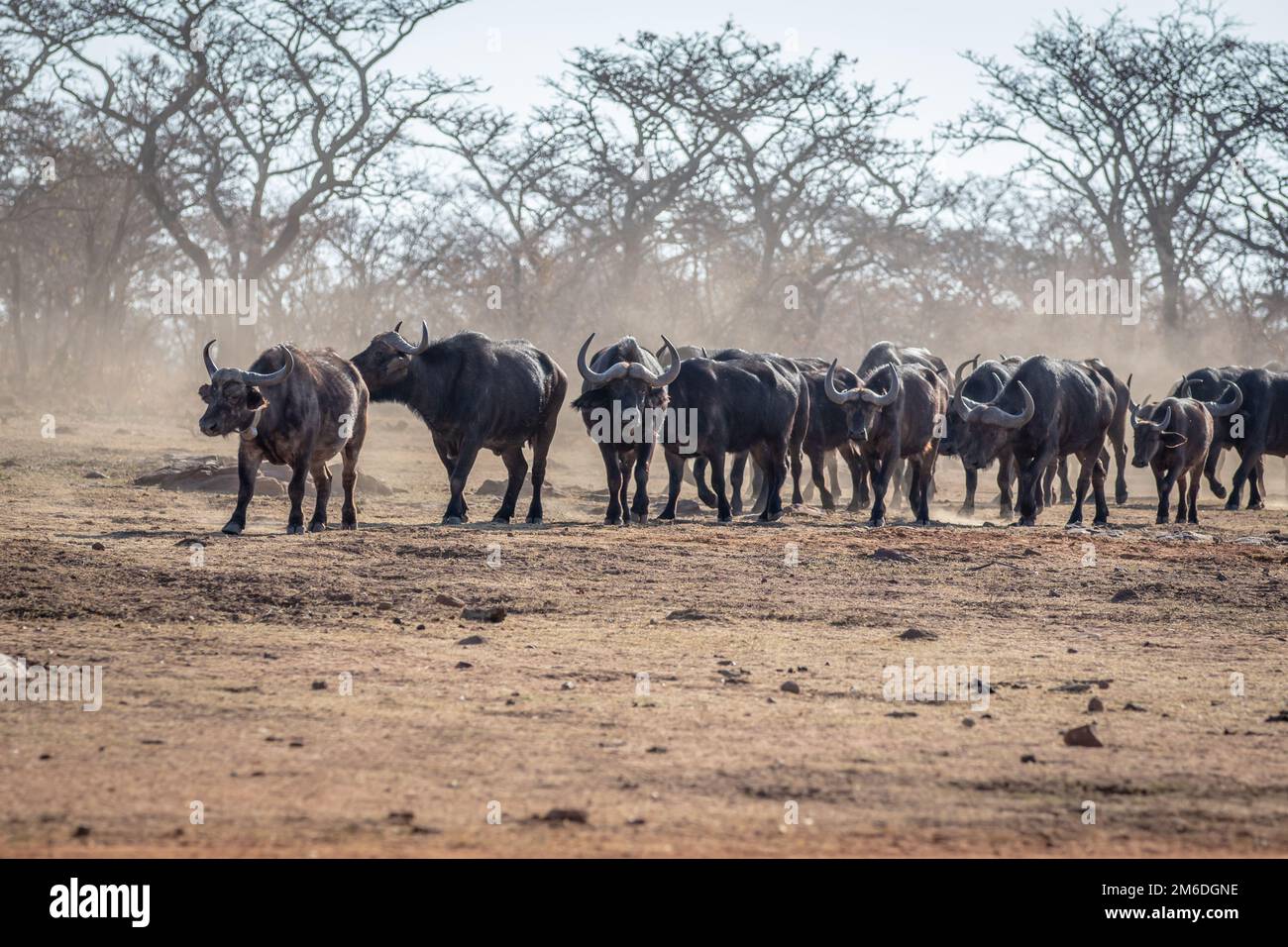 Big herd of African buffalos on an open plain Stock Photo - Alamy