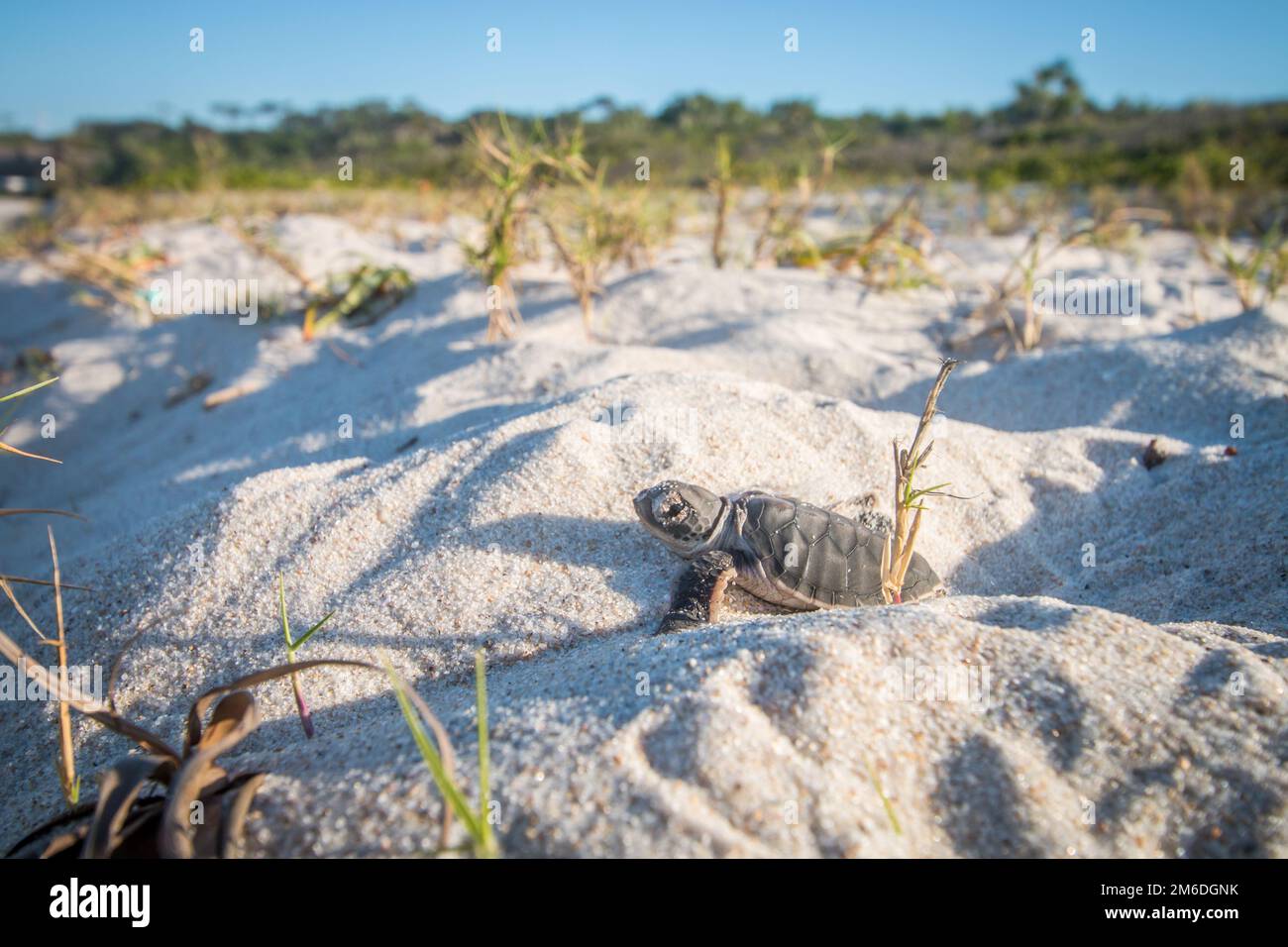 Green sea turtle hatchling on the beach Stock Photo - Alamy