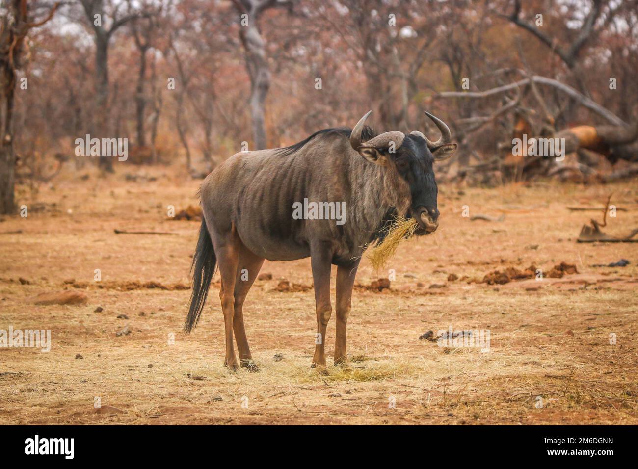 Blue wildebeest eating grass hi-res stock photography and images - Alamy