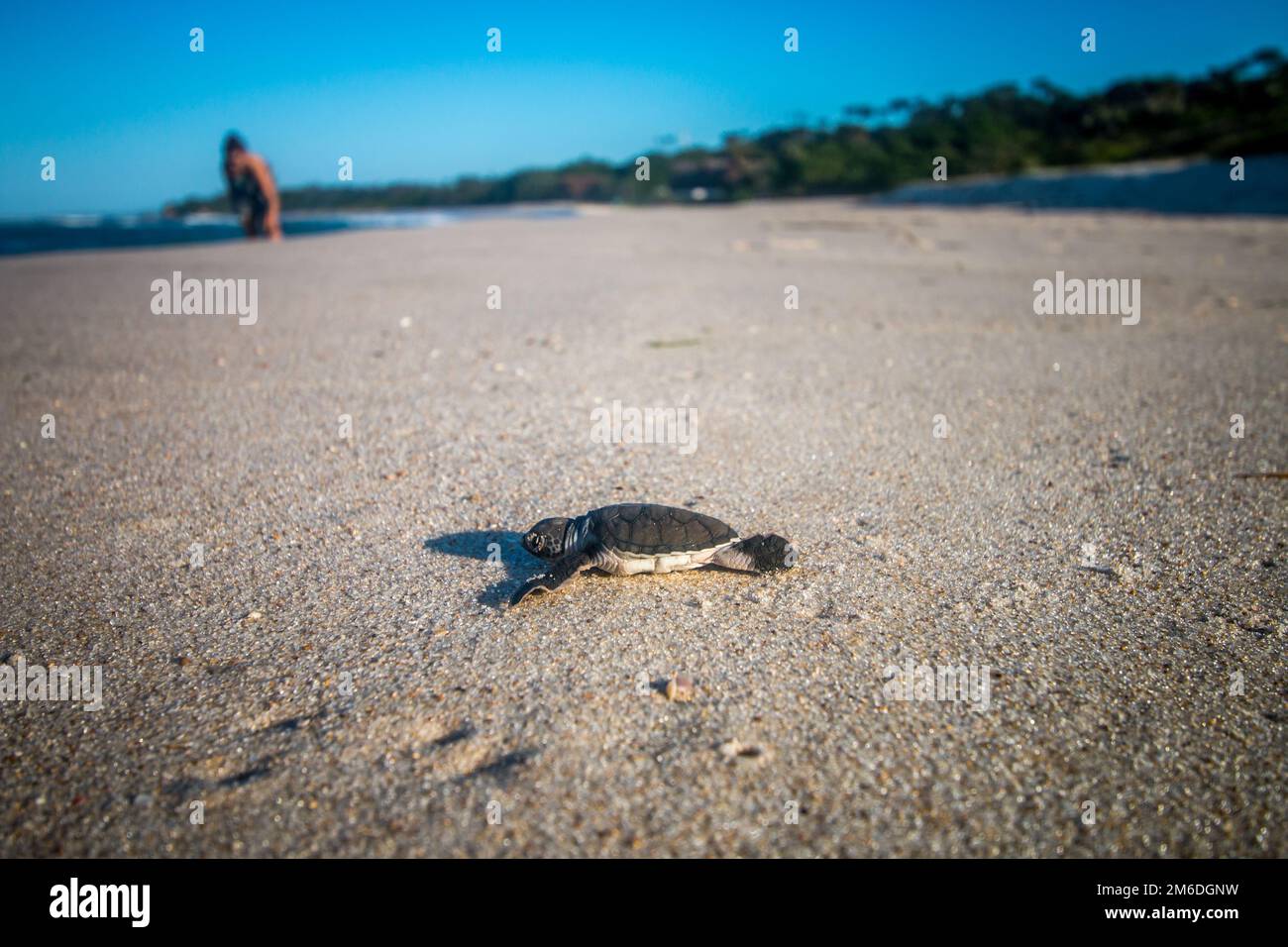 Green sea turtle hatchling on the beach Stock Photo - Alamy