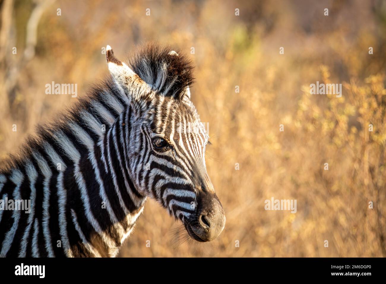 Equine close up photography hi-res stock photography and images - Alamy