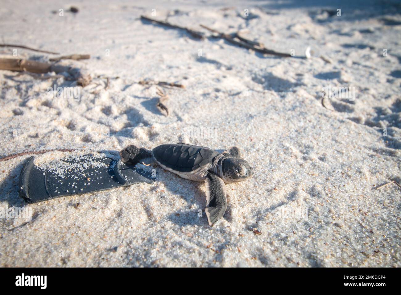 Green sea turtle hatchling on the beach Stock Photo - Alamy