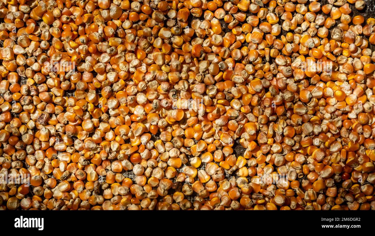 pile of corn kernels as background Stock Photo - Alamy