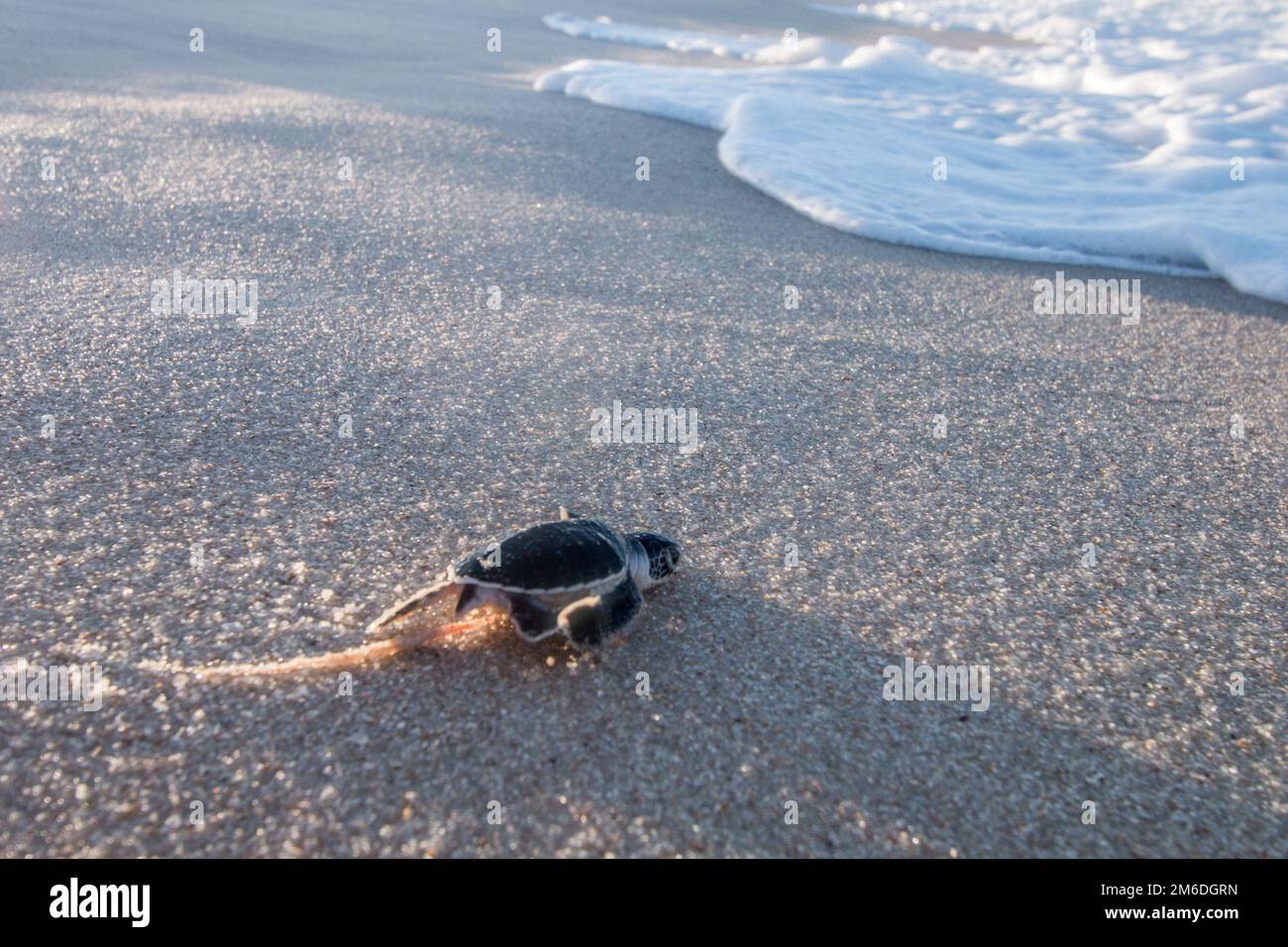 Green sea turtle hatchling on the beach Stock Photo - Alamy