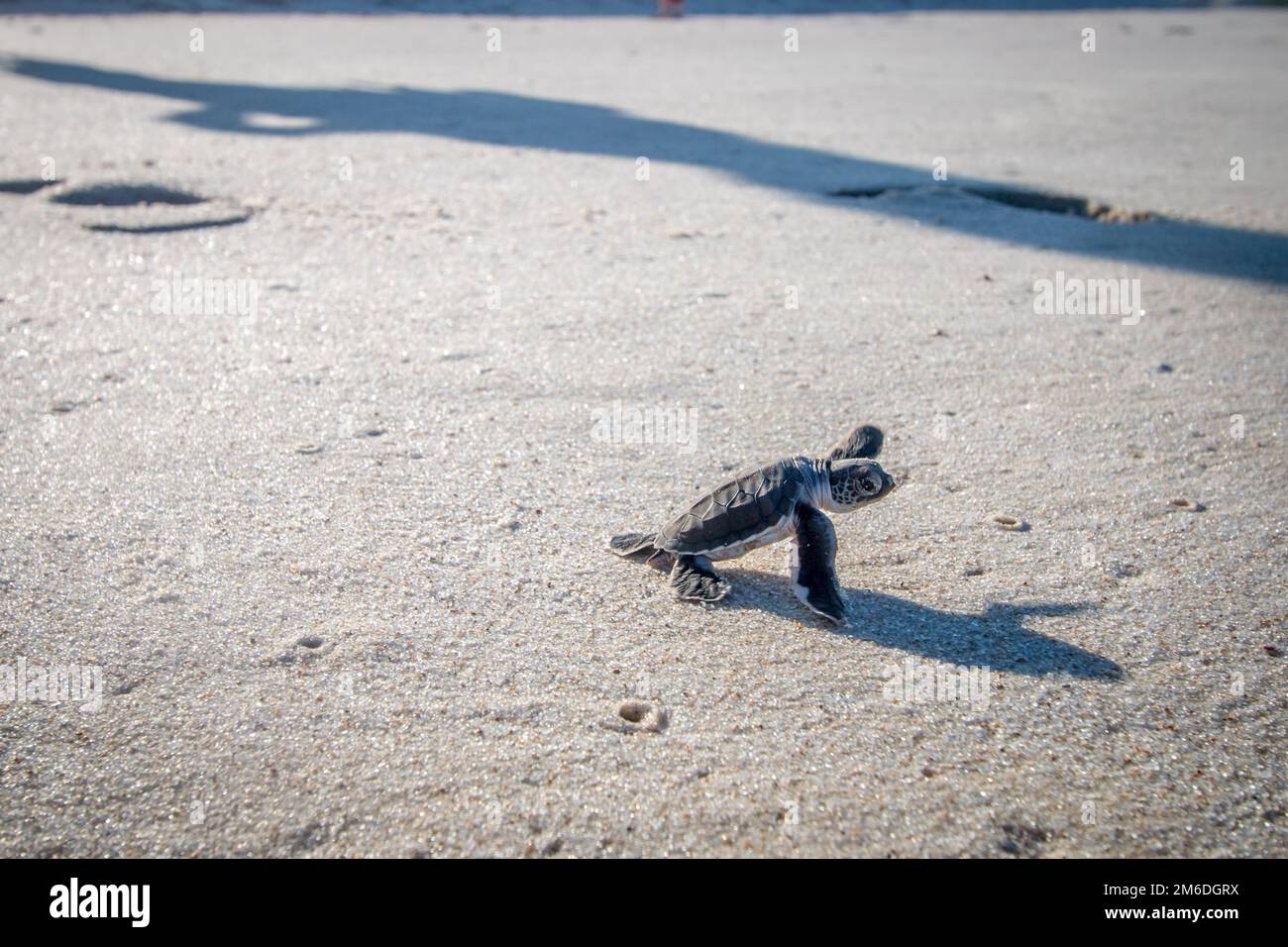 Green sea turtle hatchling on the beach Stock Photo - Alamy