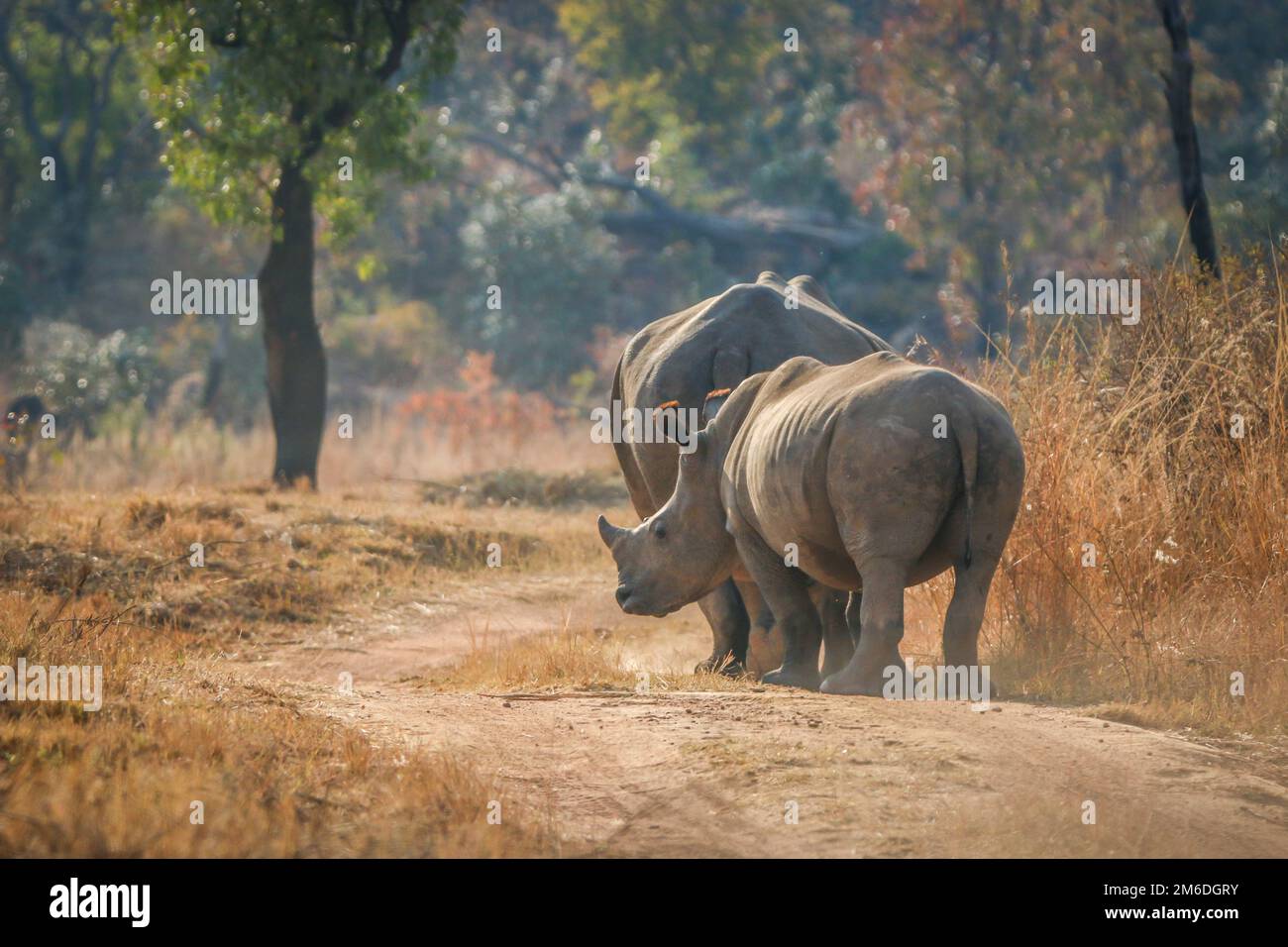 White rhinos walking on the road Stock Photo - Alamy