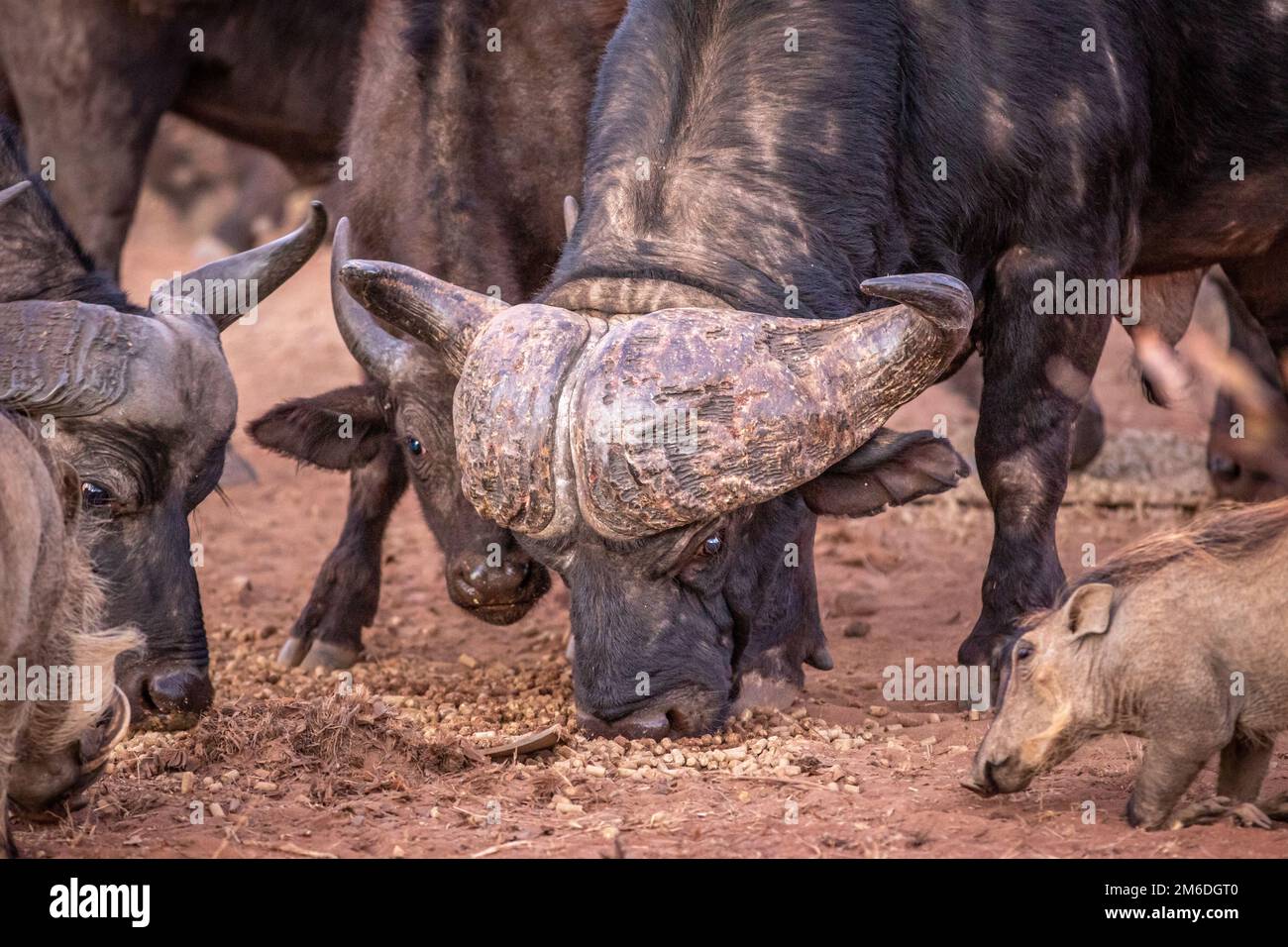 Big African buffalo bull eating Stock Photo - Alamy