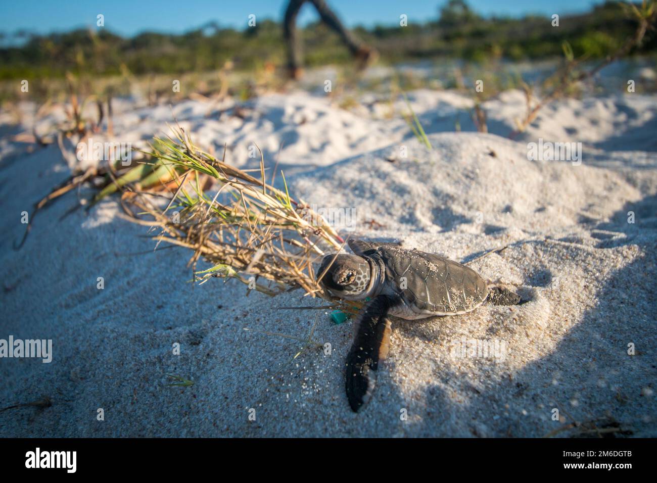 Green sea turtle hatchling on the beach Stock Photo - Alamy