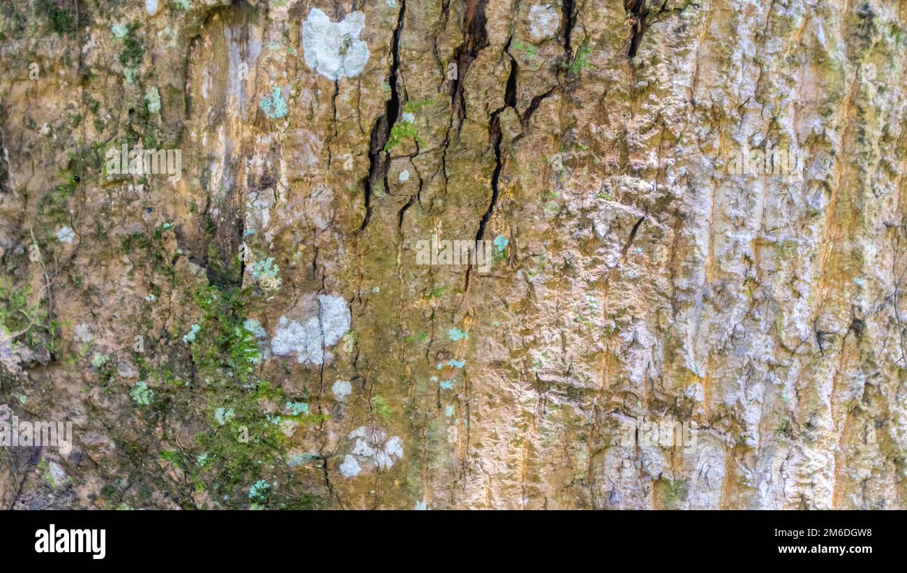 amazing bark texture as background Stock Photo - Alamy