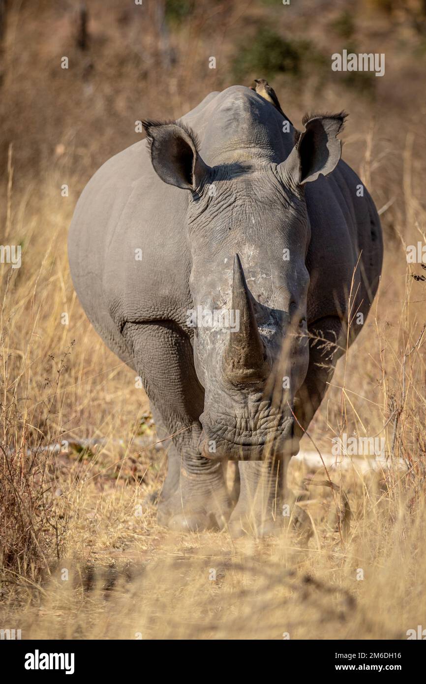 White rhino starring at the camera Stock Photo - Alamy