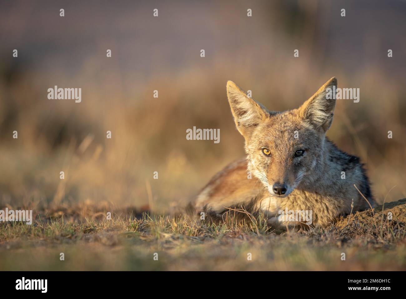 Black-backed jackal laying in the sand Stock Photo - Alamy