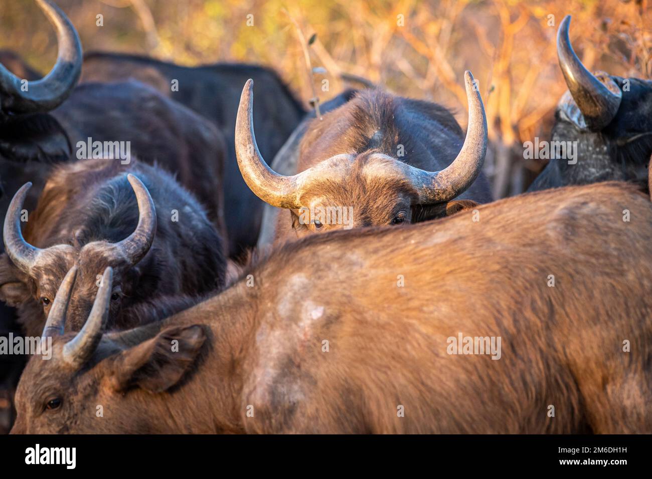 African buffalo hiding behind another buffalo Stock Photo - Alamy African buffalo hiding behind another buffalo Stock Photo - Alamy