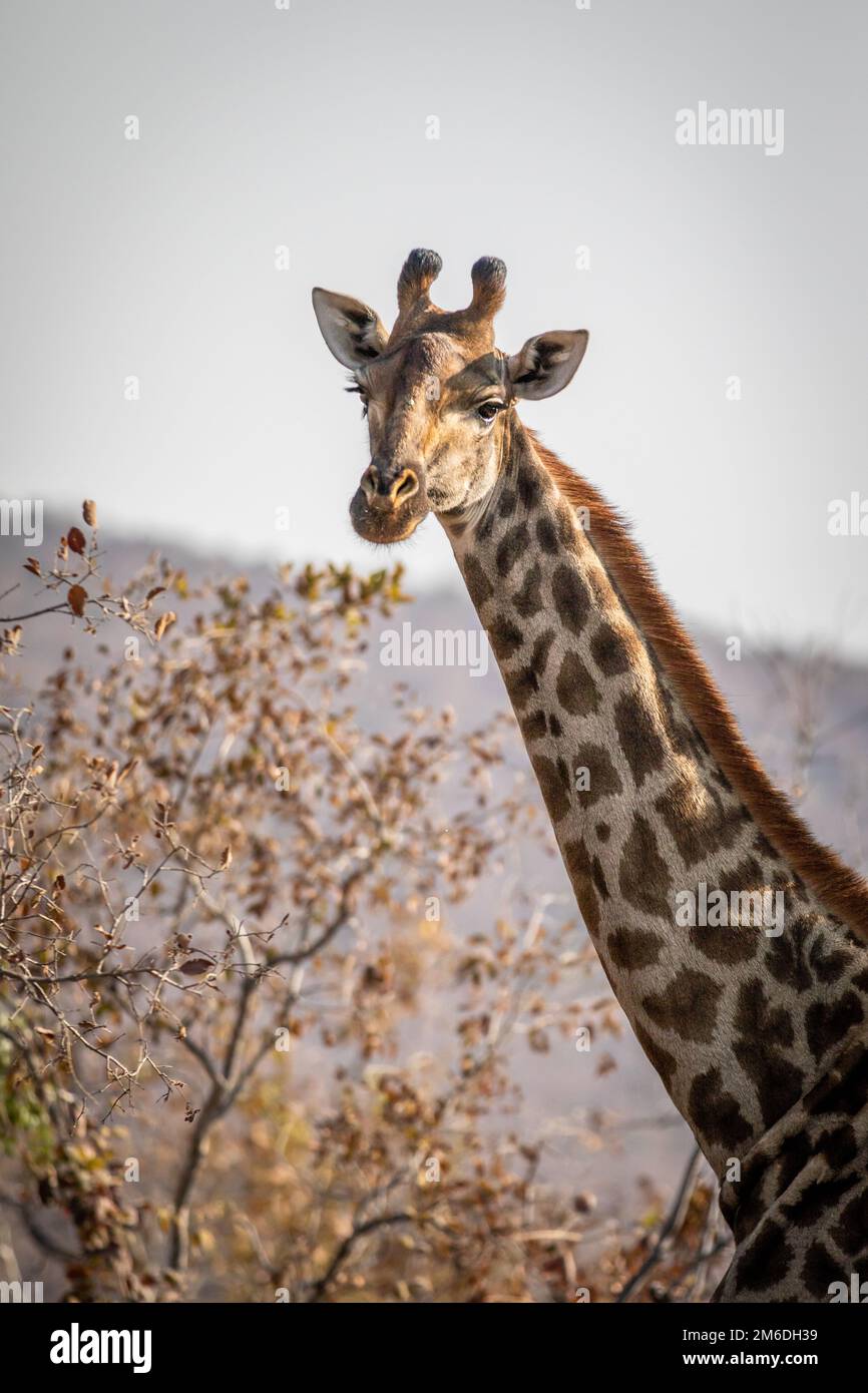 Animal camera neck hi-res stock photography and images - Alamy