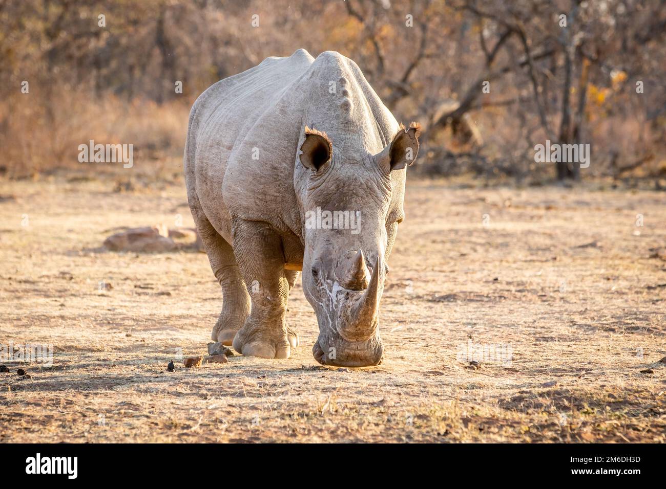 White rhino standing in hi-res stock photography and images - Alamy
