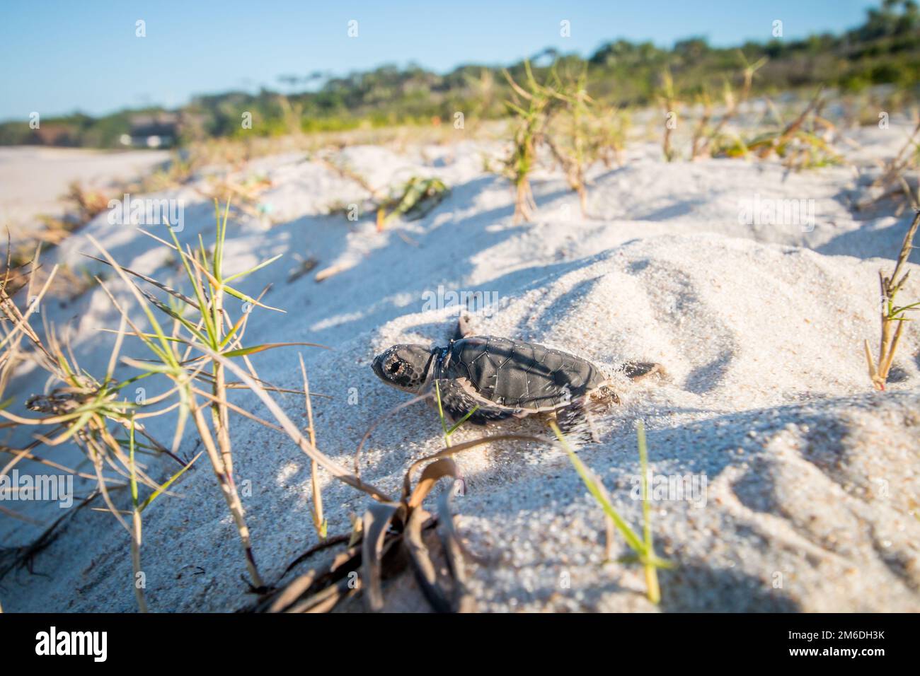 Green sea turtle hatchling on the beach Stock Photo - Alamy