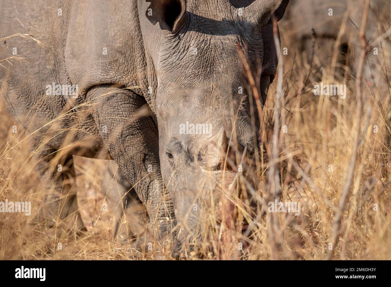 Big White rhino grazing in the high grass Stock Photo - Alamy