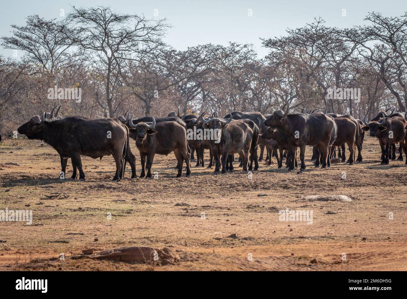 Big herd of African buffalos on an open plain Stock Photo - Alamy