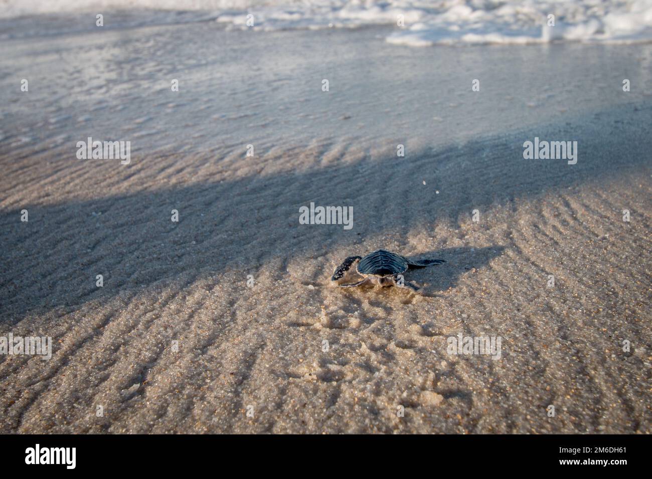 Green sea turtle hatchling on the beach Stock Photo - Alamy