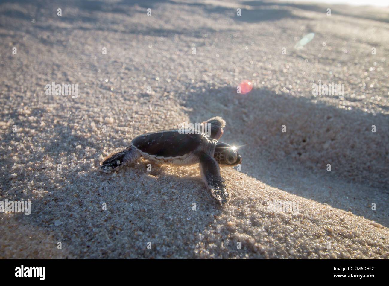 Green sea turtle hatchling on the beach Stock Photo - Alamy