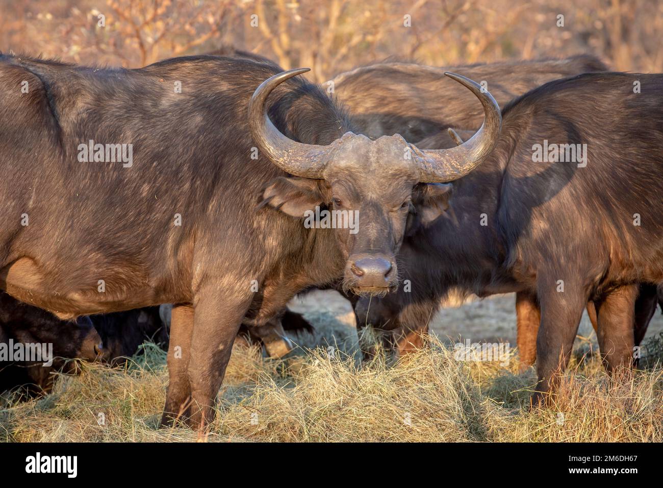 African ruminant hi-res stock photography and images - Alamy