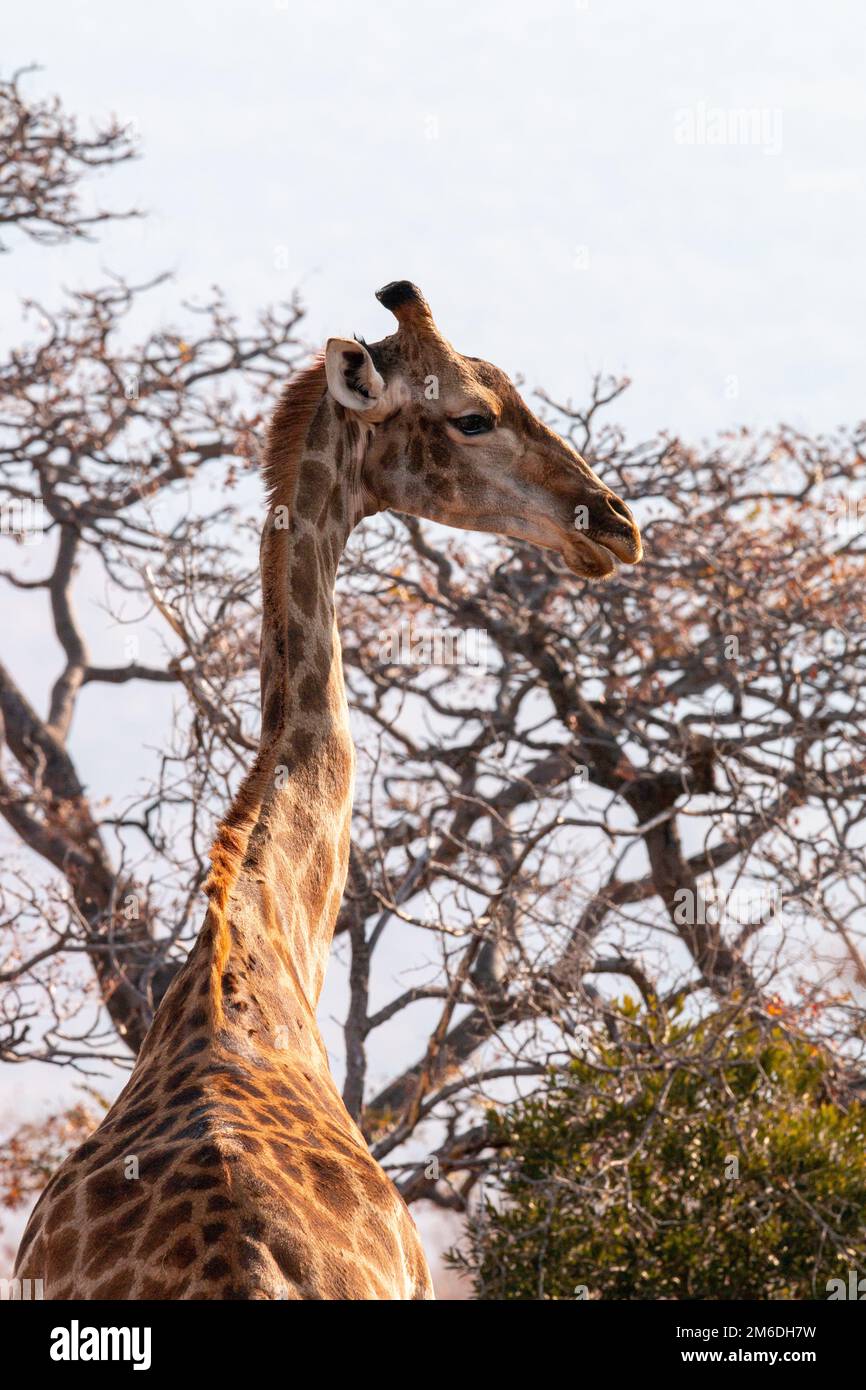 Side profile of a Giraffe in the bush Stock Photo - Alamy