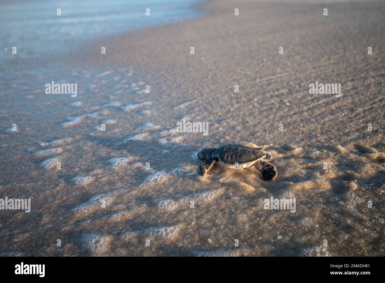 Green sea turtle hatchling on the beach Stock Photo - Alamy