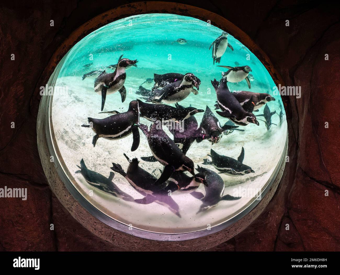 London, UK. 03rd Jan, 2023. Humboldt Penguins are pictured during ZSL ...