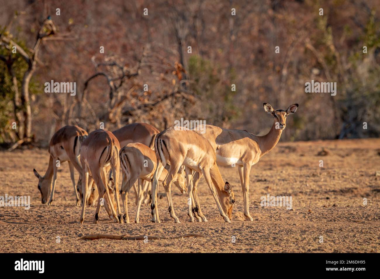 Impalas in chobe national hi-res stock photography and images - Alamy