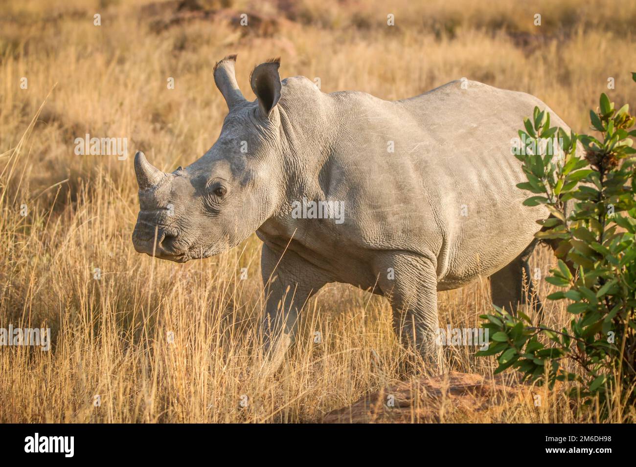 Young White rhino standing in the grass Stock Photo - Alamy