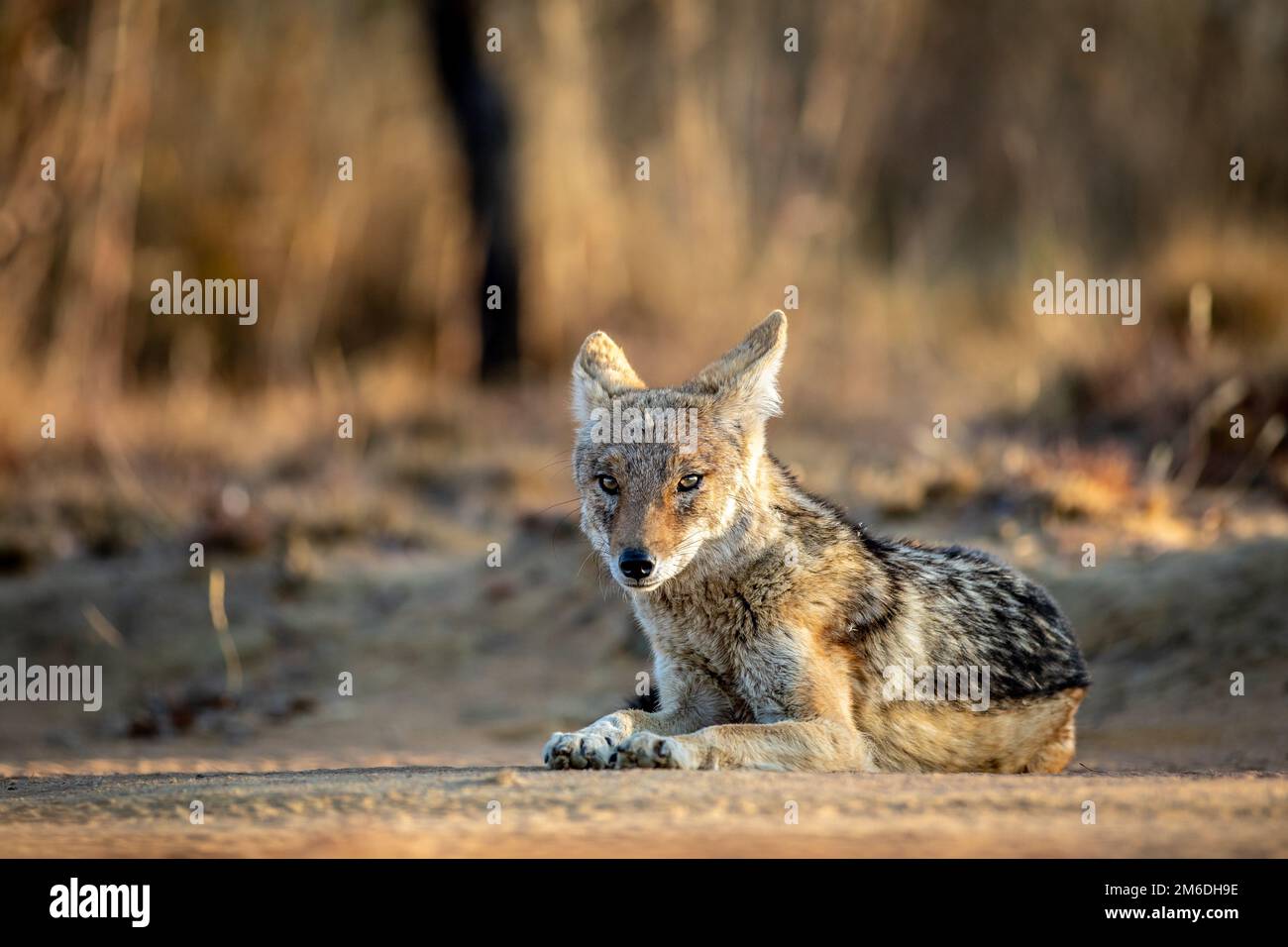 Black-backed jackal laying in the sand Stock Photo - Alamy