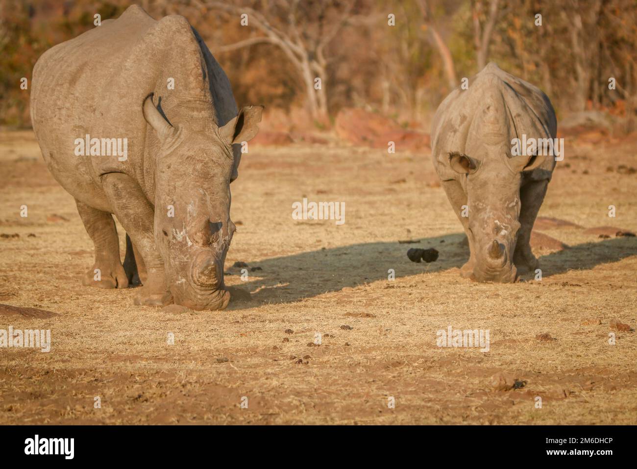 Two White rhinos grazing in the bush Stock Photo - Alamy