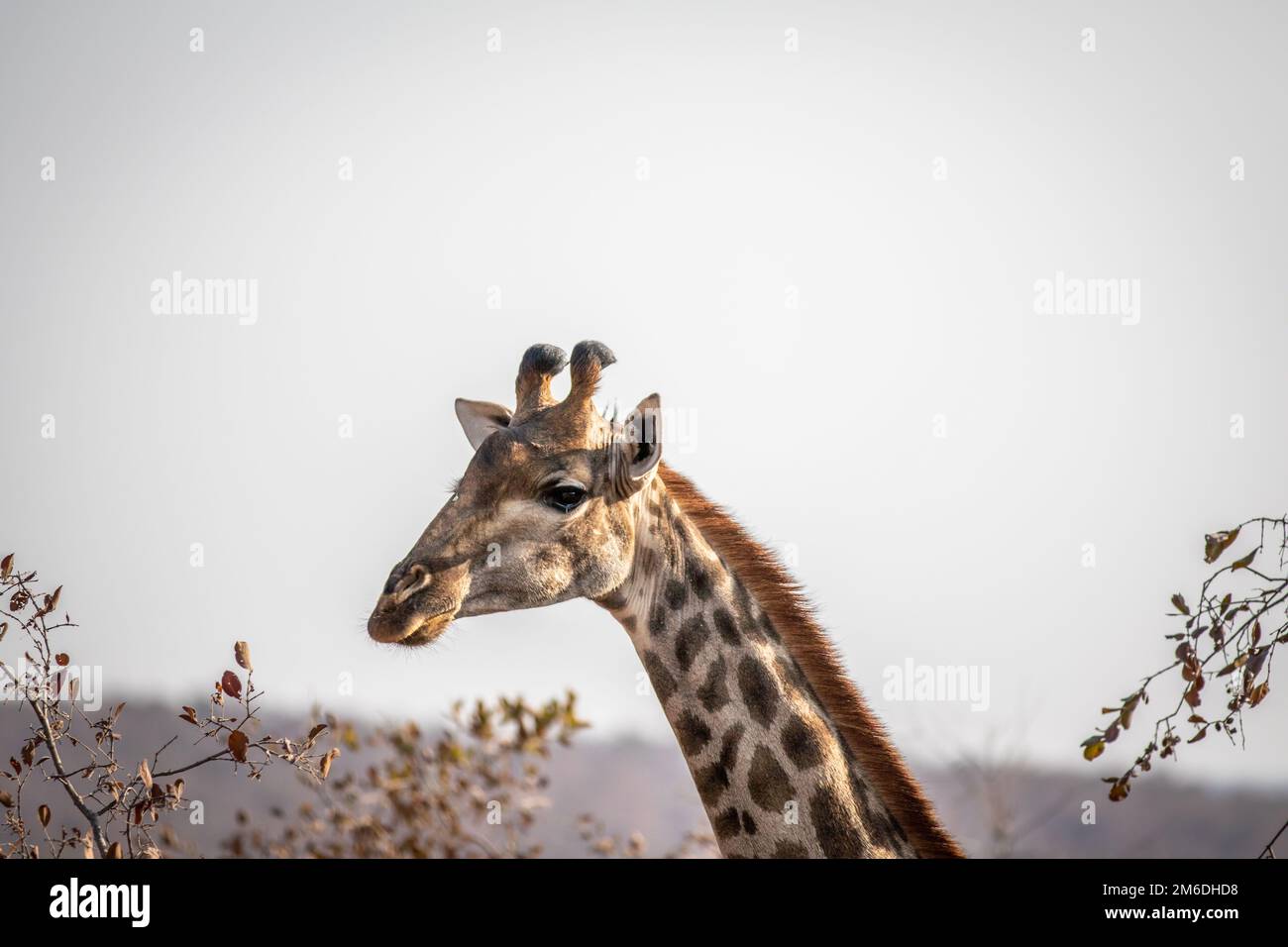 Giraffe side by side hi-res stock photography and images - Alamy