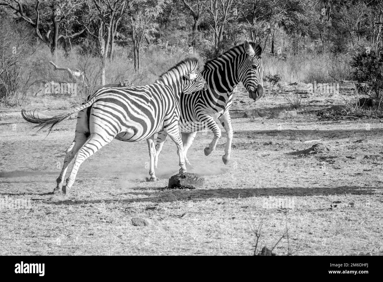 Zebras savannah Black and White Stock Photos & Images - Alamy