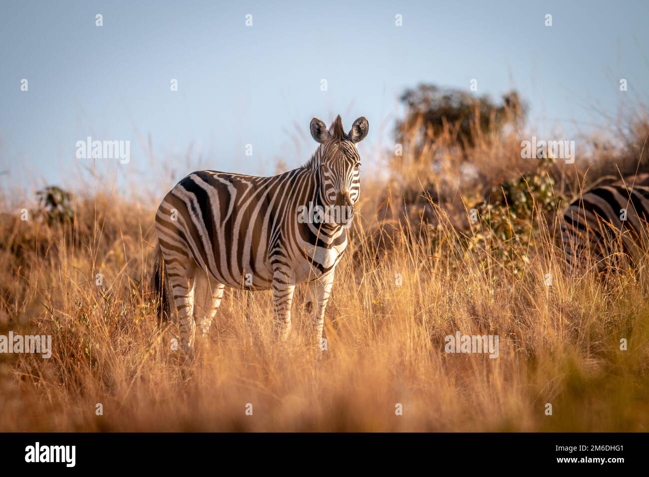 Plains zebra african bush hi-res stock photography and images - Alamy