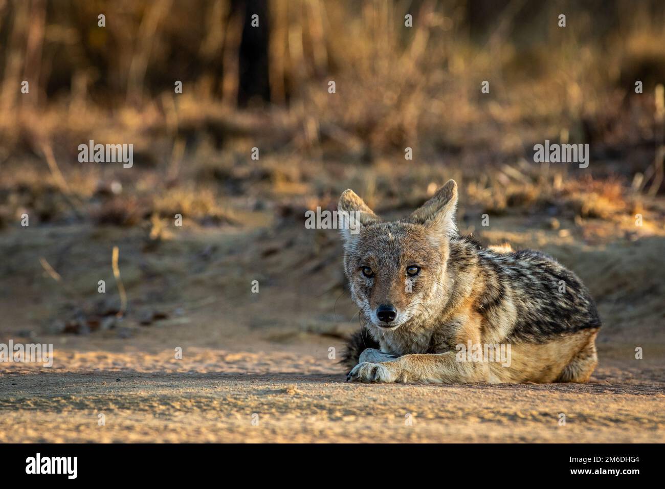 Black-backed jackal laying in the sand Stock Photo - Alamy