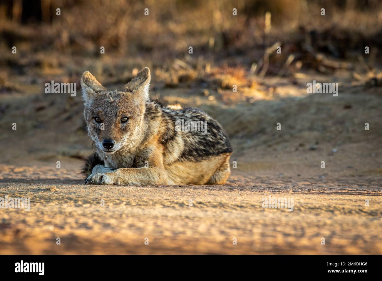 Black-backed jackal laying in the sand Stock Photo - Alamy