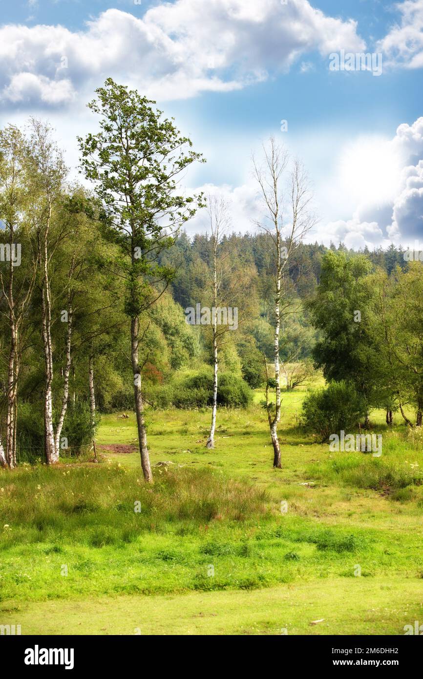 Lush forest in the spring. A very sharp and detailed photo of the ...