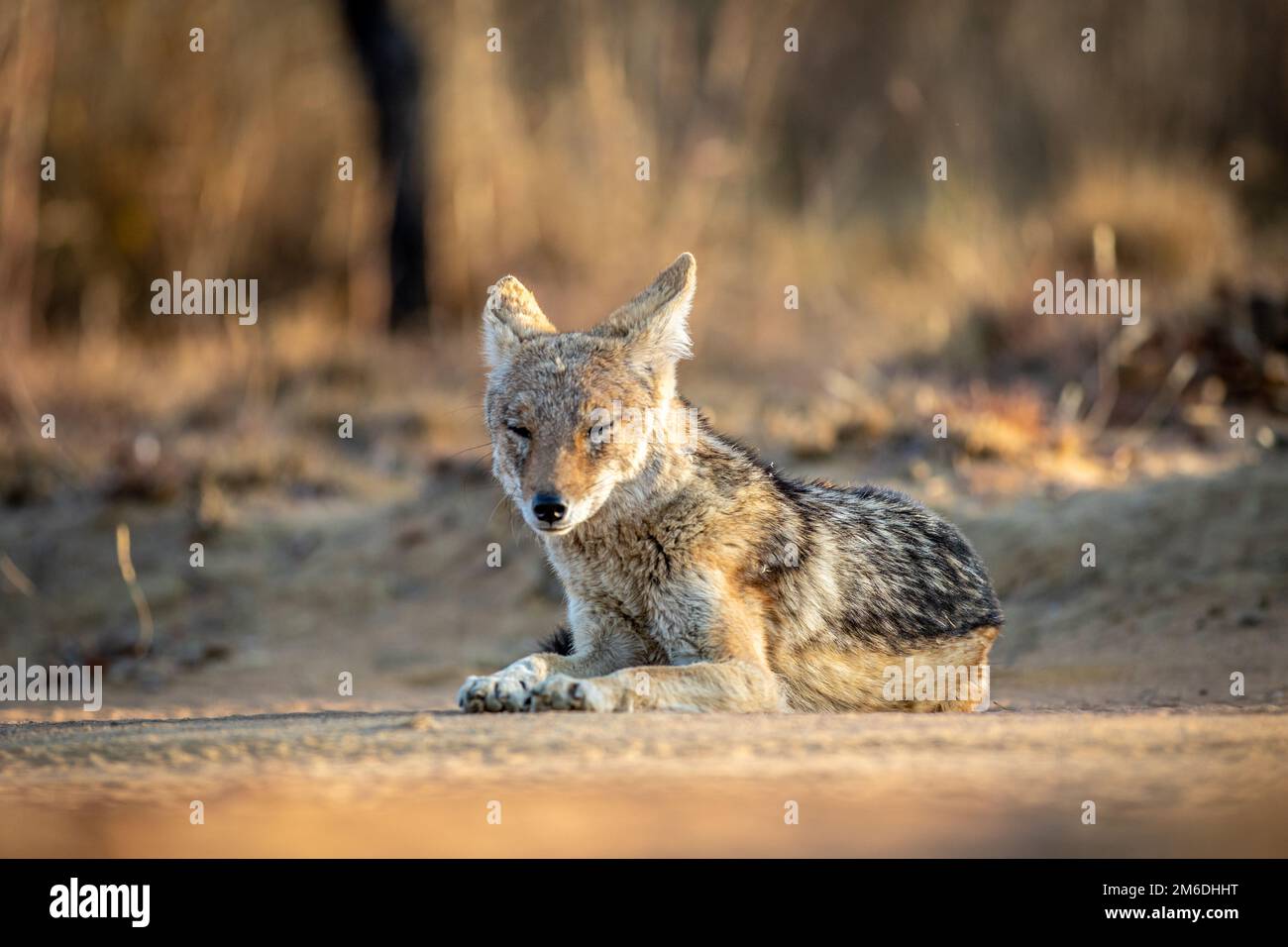 Black-backed jackal laying in the sand Stock Photo - Alamy